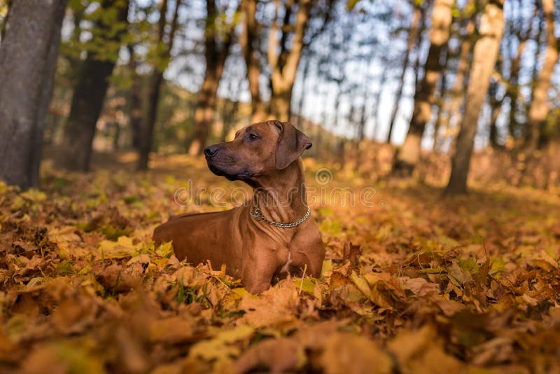 Rhodesian Ridgeback Dog is Lying on the Ground Stock Image - Image of ...