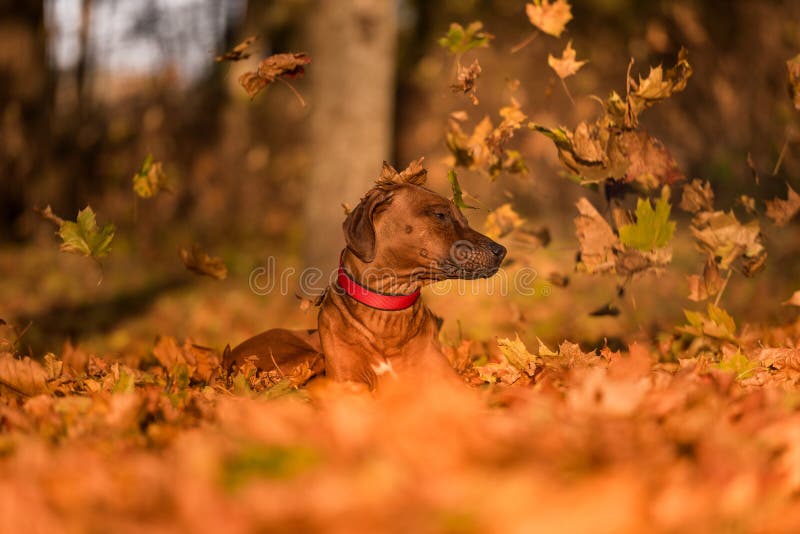 Rhodesian Ridgeback Dog is Lying on the Ground. Falling Autumn L Stock ...
