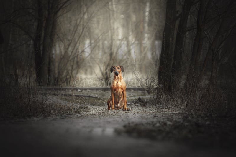 Rhodesian Ridgeback Dog Outdoor Portrait Stock Photo - Image of ...