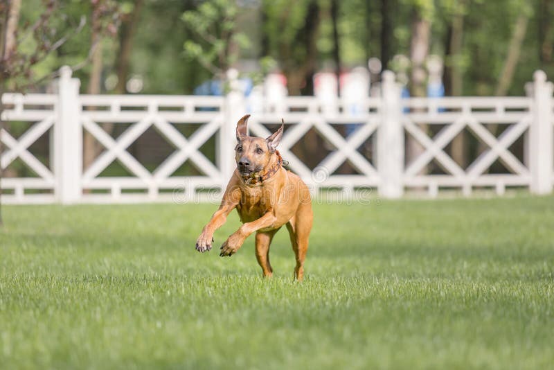 Rhodesian Ridgeback Dog Outdoor Portrait Stock Photo - Image of ...