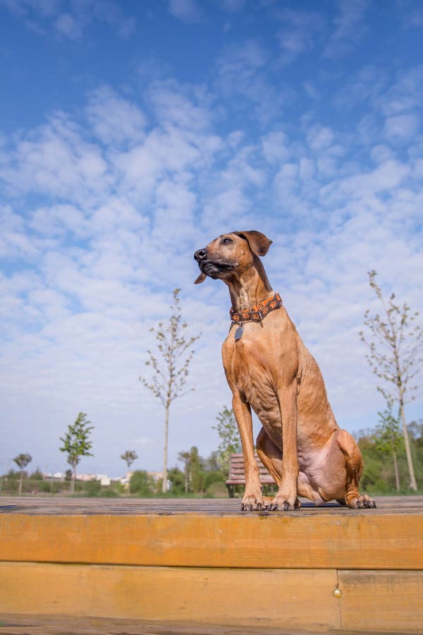 Rhodesian Ridgeback Dog Outdoor Portrait Stock Image - Image of coat ...