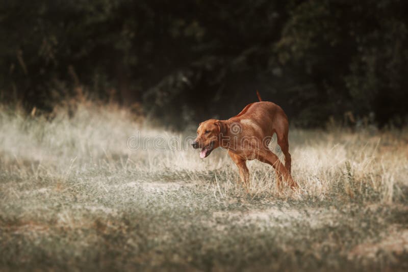 Rhodesian Ridgeback Dog Outdoor Portrait Stock Image - Image of eyes ...