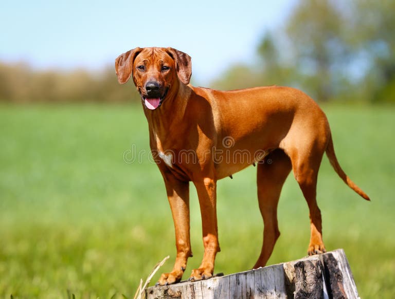 Rhodesian ridgeback dog stock image. Image of canine - 41812897