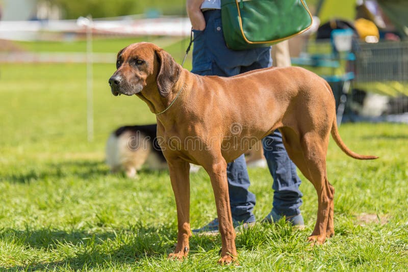 Rhodesian Ridgeback Dog with Owner Stock Photo - Image of lawn, male ...