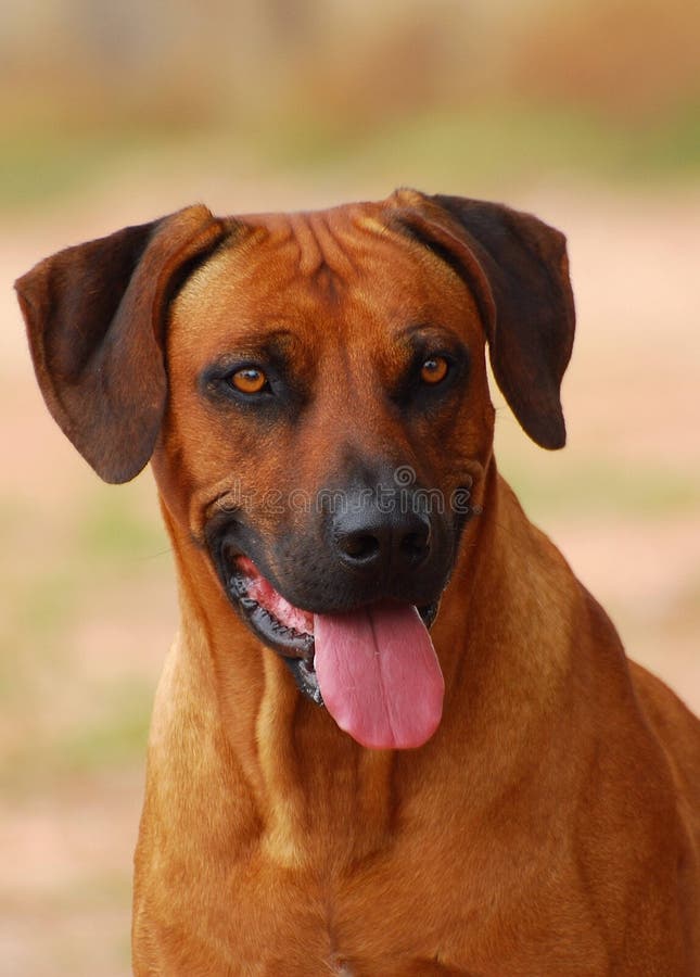 Collection of Rhodesian Ridgebacks Photos - Dreamstime ID:5320