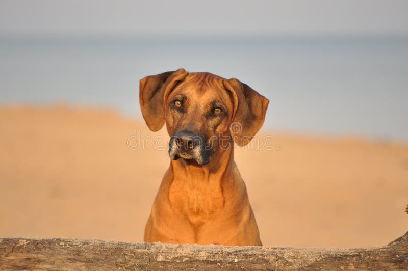 Rhodesian Ridgeback Dog Portrait Stock Image - Image of ridgeback ...