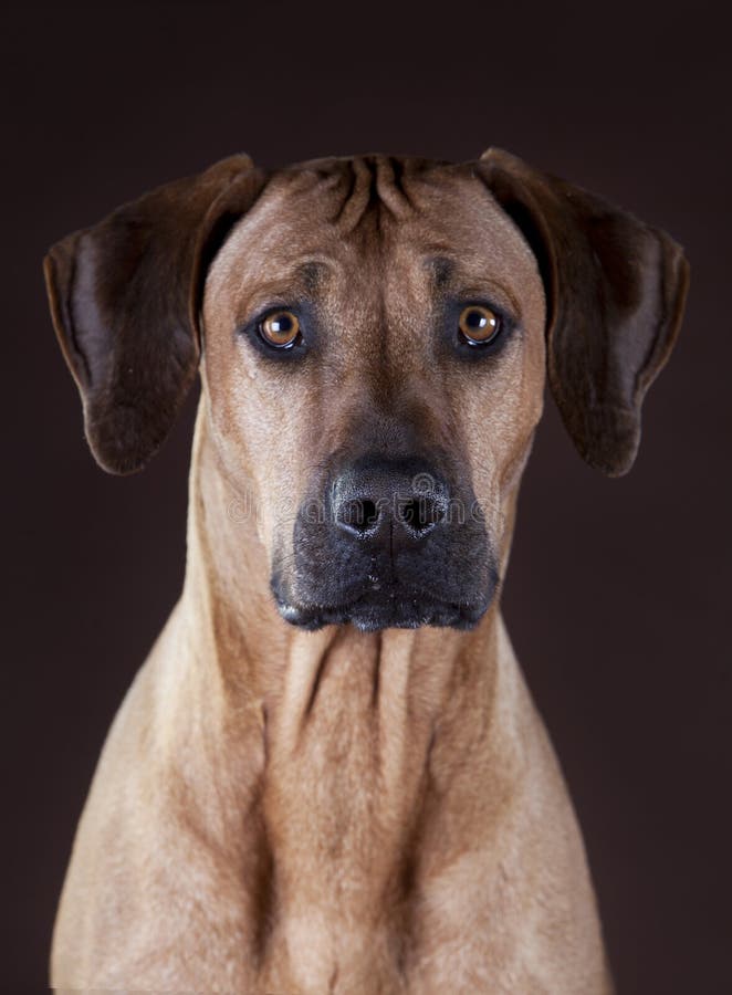 Rhodesian ridgeback dog stock image. Image of sheepdog - 84254671