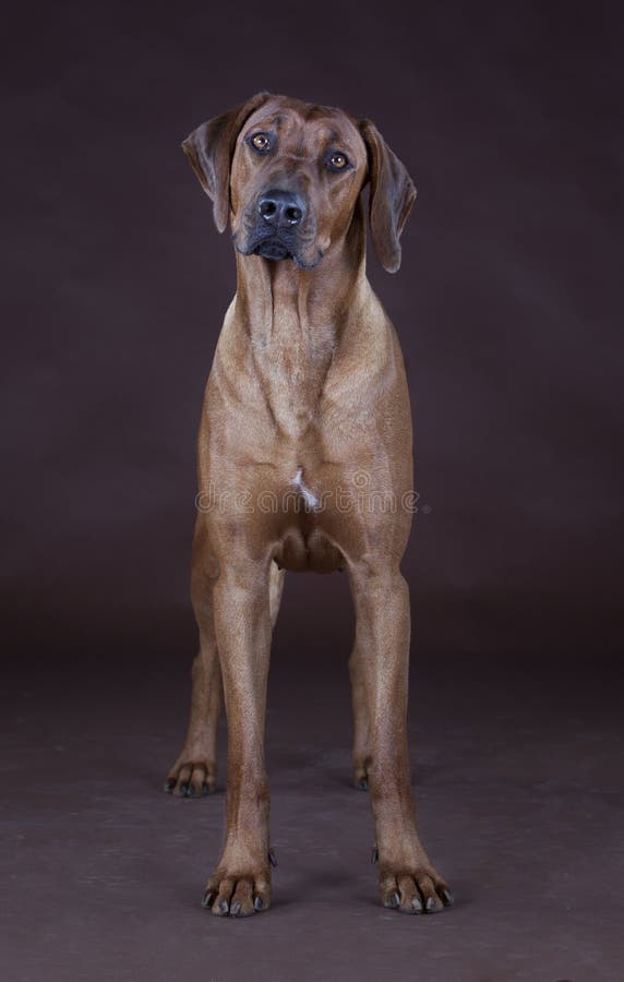 Rhodesian ridgeback dog stock image. Image of hair, australian - 84254997