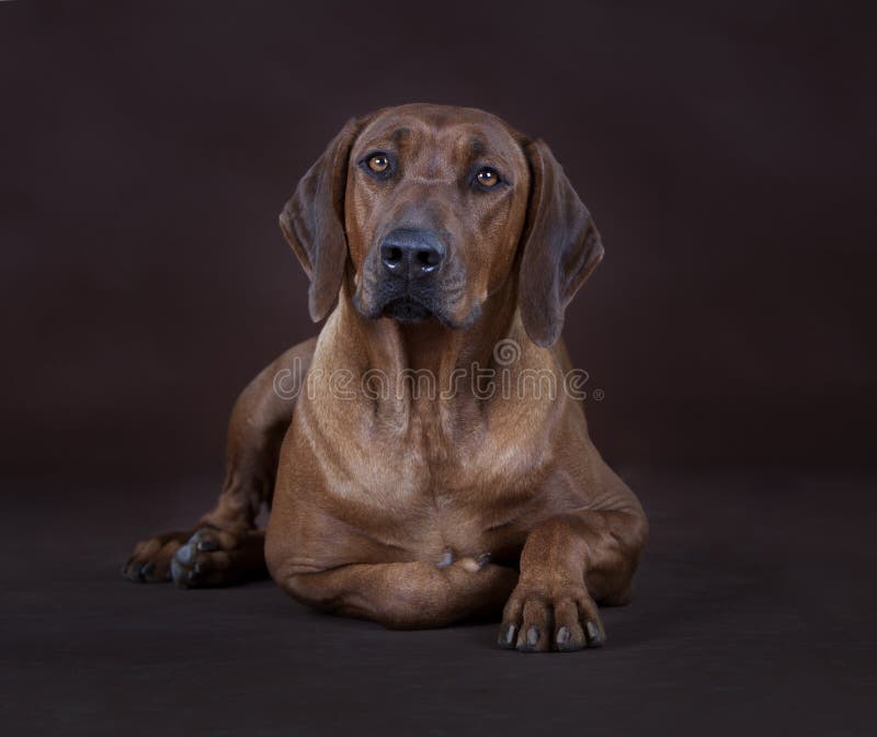 Rhodesian ridgeback dog stock photo. Image of breed, macro - 84255418