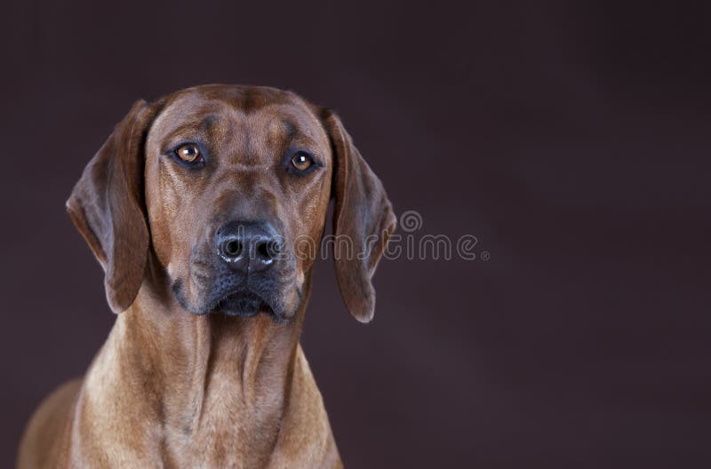 Newfoundland dog stock photo. Image of golden, blonde - 2394770