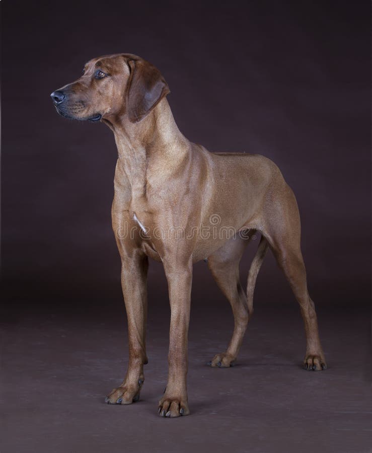 Rhodesian ridgeback dog stock image. Image of rhodesian - 84868905