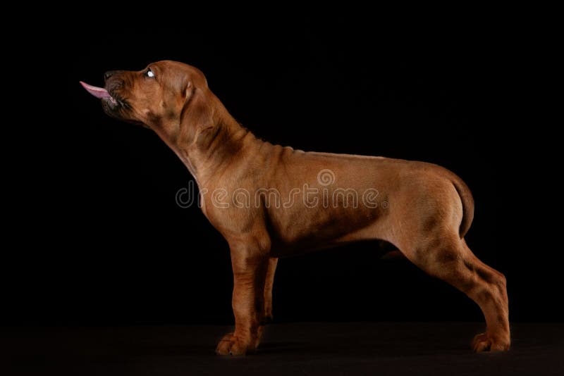 Rhodesian Ridgeback Dog Resting Stock Image - Image of doggie, funny ...
