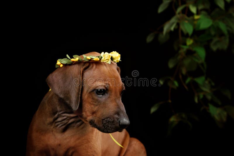 Rhodesian Ridgeback Dog Resting in Front of Black Stock Photo - Image ...