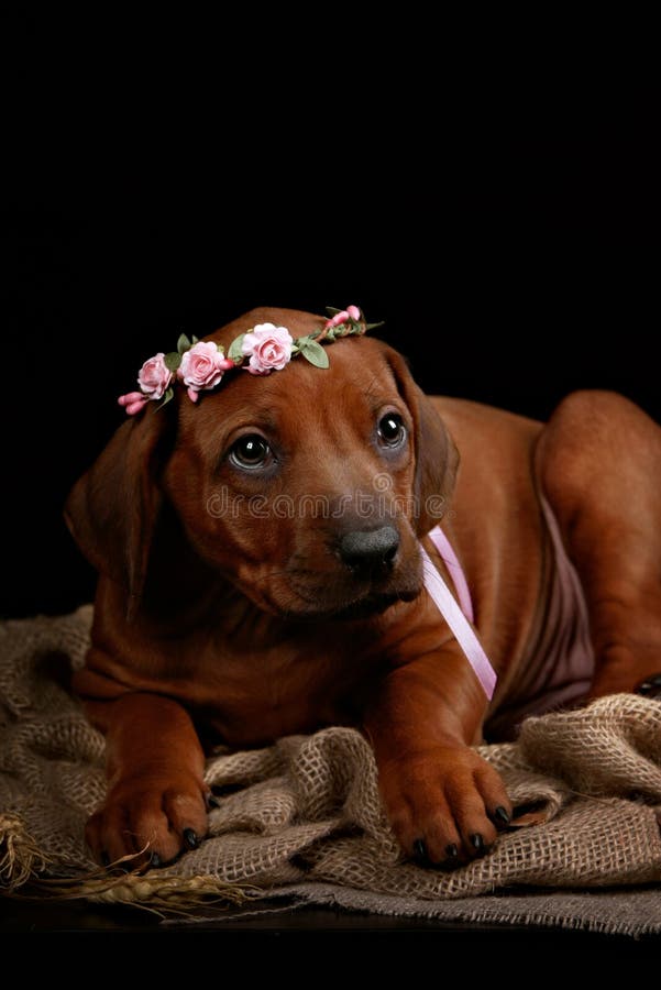 Rhodesian Ridgeback Dog Resting in Front of Black Stock Image - Image ...