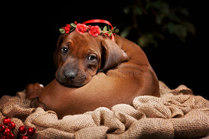 Rhodesian Ridgeback Dog Resting in Front of Black Stock Image - Image ...