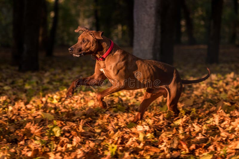 Rhodesian Ridgeback Dog is Running. Stock Image - Image of ridgeback ...