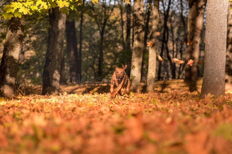 Rhodesian Ridgeback Dog is Running on the Autumn Leaves Ground. Stock ...