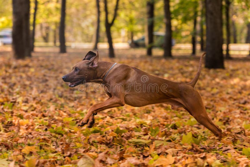Rhodesian Ridgeback Dog is Running on the Autumn Leaves Ground. Stock ...
