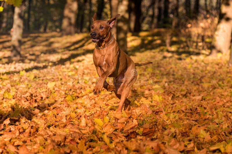 Rhodesian Ridgeback Dog is Running on the Autumn Leaves Ground. Stock ...