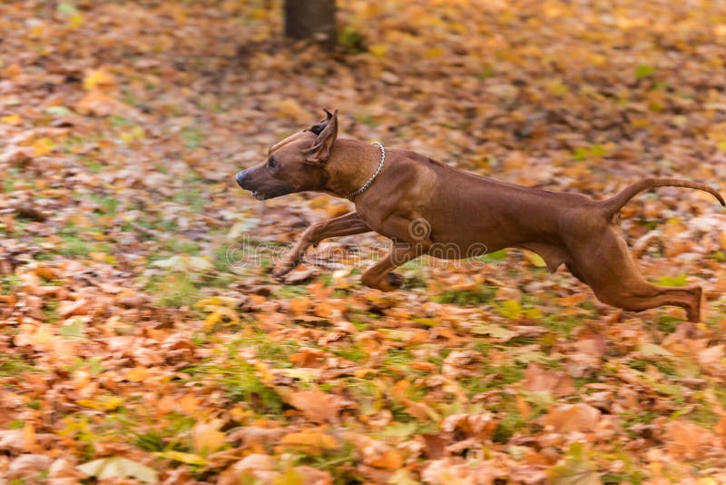 Rhodesian Ridgeback Dog is Running on the Autumn Leaves Ground. Stock ...