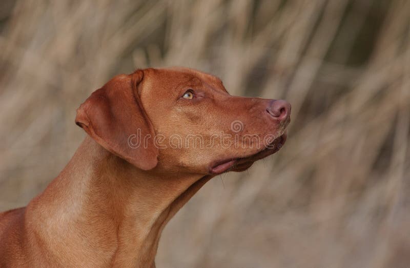 Rhodesian Ridgeback dog stock image. Image of brown, outside - 32030245
