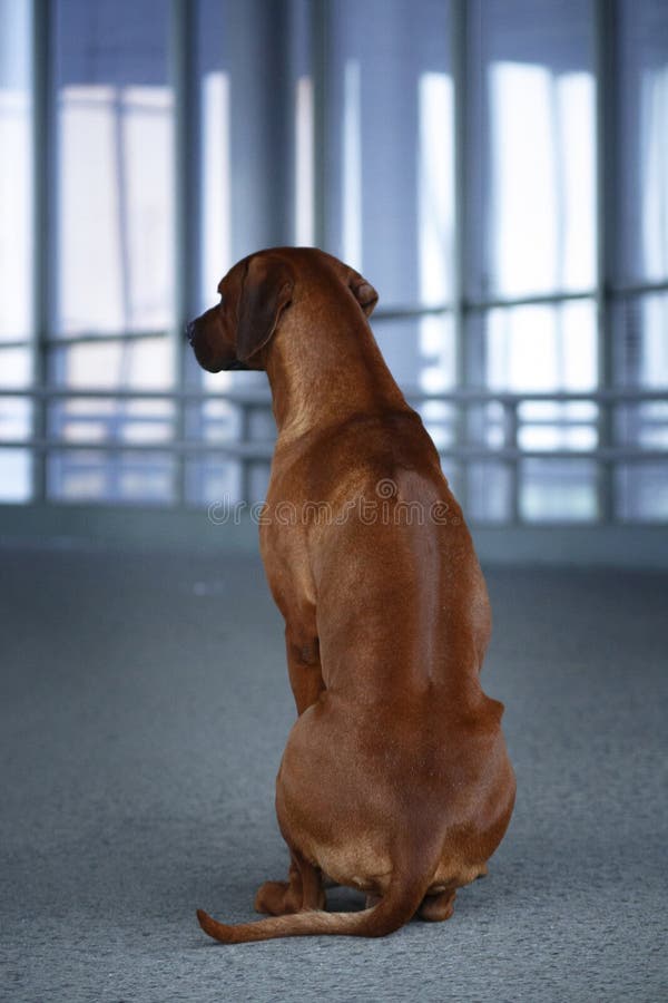 Rhodesian Ridgeback Dog Sits Backwards To Us Stock Photo - Image of ...