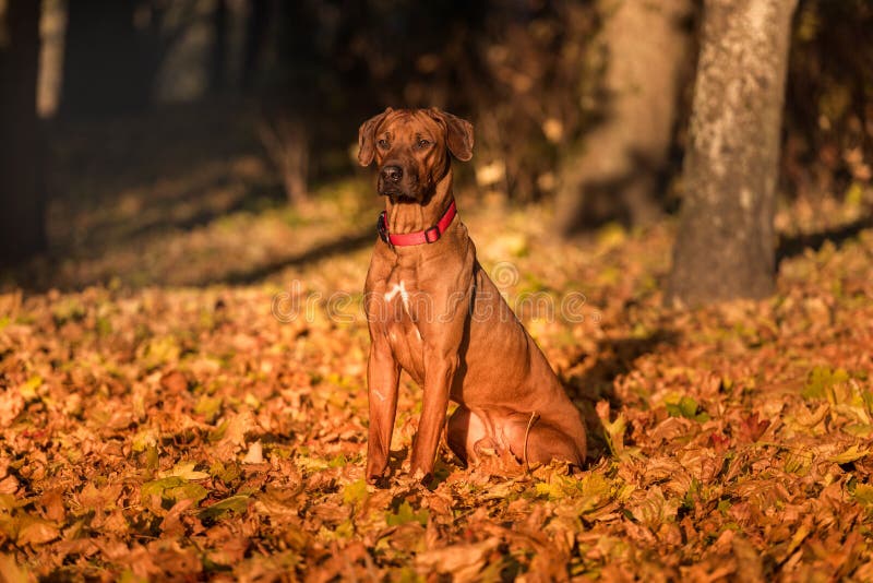Rhodesian Ridgeback Dog is Sitting Stock Photo - Image of outdoor ...