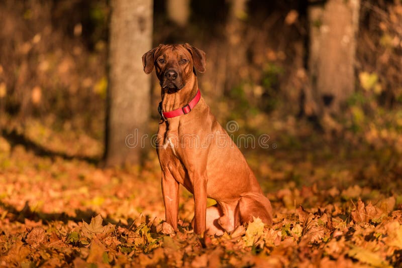 Rhodesian Ridgeback Dog is Sitting Stock Image - Image of purebred ...