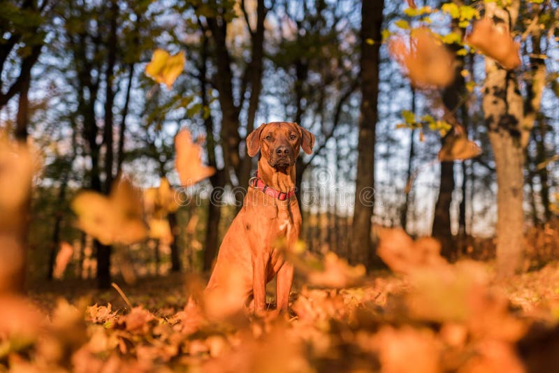 Rhodesian Ridgeback Dog is Sitting. Falling Autumn Leaves. Stock Photo ...