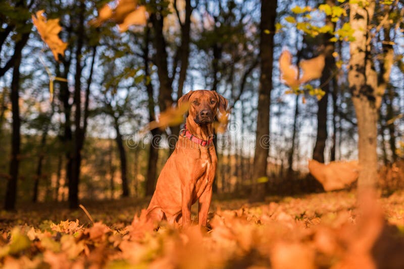Rhodesian Ridgeback Dog is Sitting. Falling Autumn Leaves. Stock Image ...