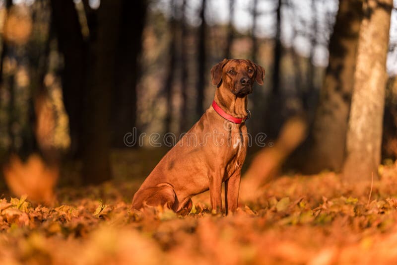 Rhodesian Ridgeback Dog is Sitting on the Ground. Falling Autumn Stock ...