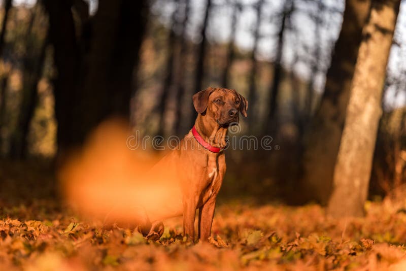 Rhodesian Ridgeback Dog is Sitting on the Ground. Falling Autumn Stock ...