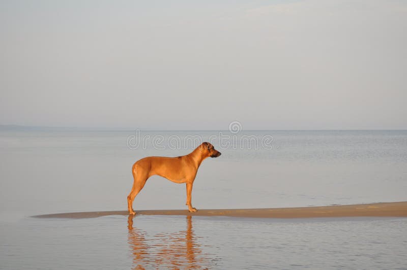 Rhodesian Ridgeback Dog Stand Stock Image - Image of breed, looking ...