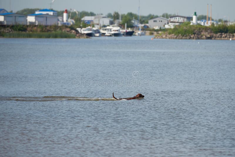 Rhodesian Ridgeback Dog Swimming on the Water in Sea Stock Photo ...