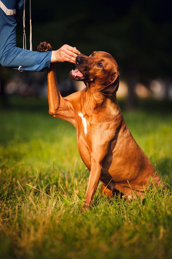 Rhodesian Ridgeback Dog Training Stock Photo - Image of beige, brown ...