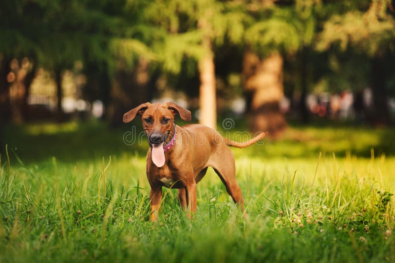 Rhodesian Ridgeback Dogs Playing in Summer Stock Image - Image of ...