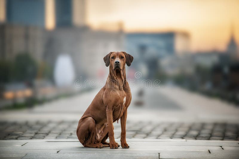 Rhodesian Ridgeback Dog on the Wall Stock Photo - Image of religious ...
