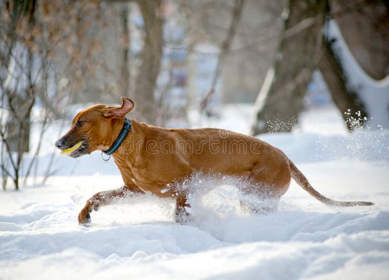 Rhodesian Ridgeback Winter Action Stock Photos - Free & Royalty-Free ...