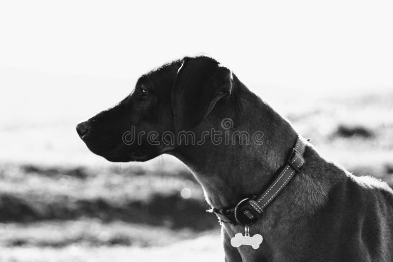 Rhodesian Ridgeback dog stock image. Image of collar - 138561151