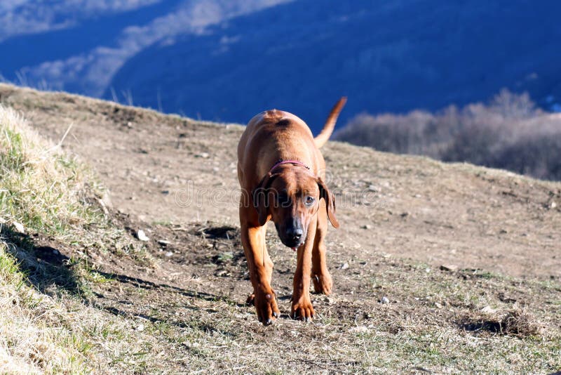 Rhodesian Ridgeback dog stock photo. Image of standard - 138560356