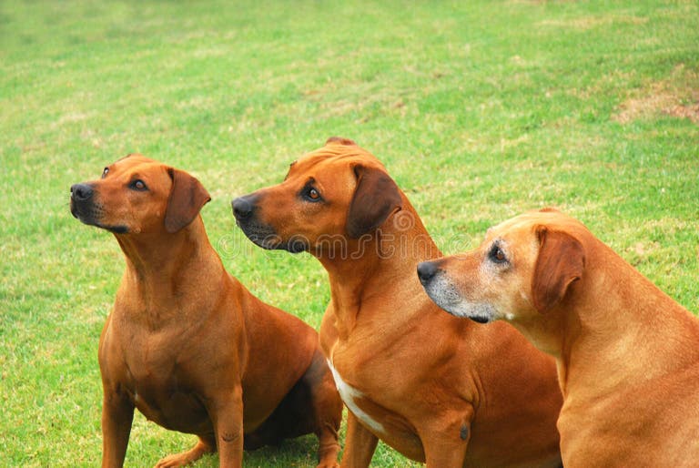 978 Rhodesian Ridgebacks Stock Photos - Free & Royalty-Free Stock ...