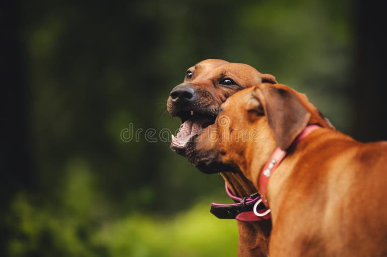 Rhodesian Ridgeback Dogs Playing in Summer Stock Photo - Image of ...