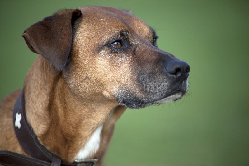 Rhodesian Ridgeback Dogs Portrait Stock Image - Image of eyes, face ...