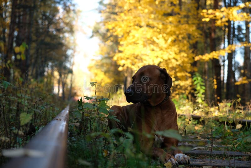Rhodesian Ridgeback Early Autumn. Sunny Autumn Day Stock Image - Image ...