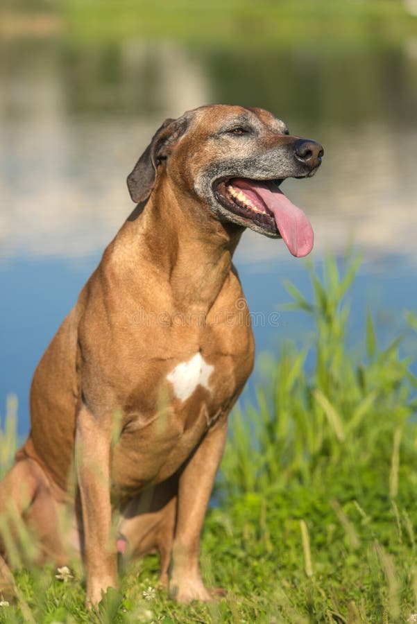 Rhodesian Ridgeback En El Fondo De Un Lago Imagen de archivo - Imagen ...