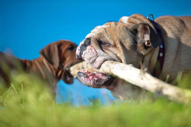 Rhodesian Ridgeback and English Bulldog in a Field Stock Image - Image ...