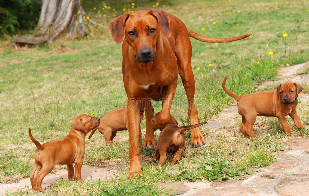 Rhodesian Ridgeback För Valpar Arkivfoto - Bild av hemhjälp, utomhus ...