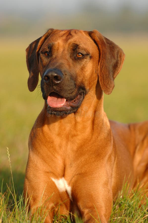Rhodesian ridgeback female stock photo. Image of carnivor - 8374762