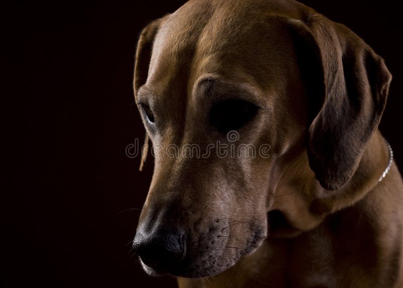 Rhodesian Ridgeback Female Dog, 5 Month Old Stock Photo - Image of ...