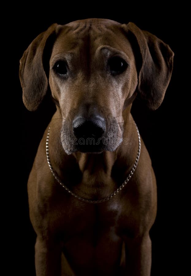 Rhodesian Ridgeback Female Dog, Lowkey Headshoot Stock Image - Image of ...